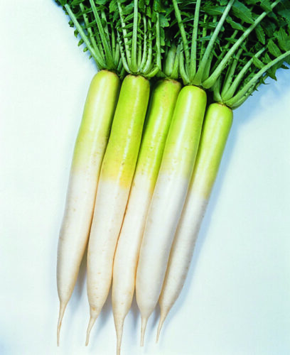 Best Radish Types for Fall - Grit